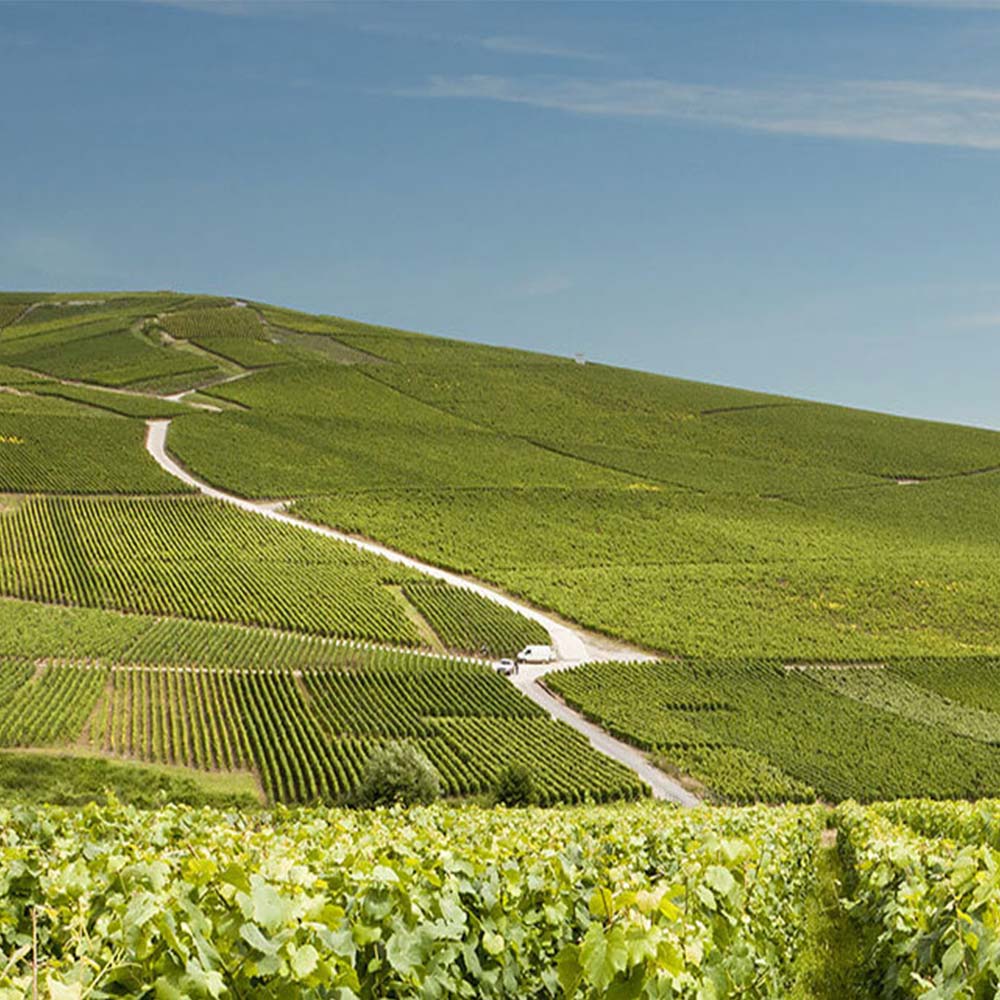 Wijnen - Spirits & Drinks