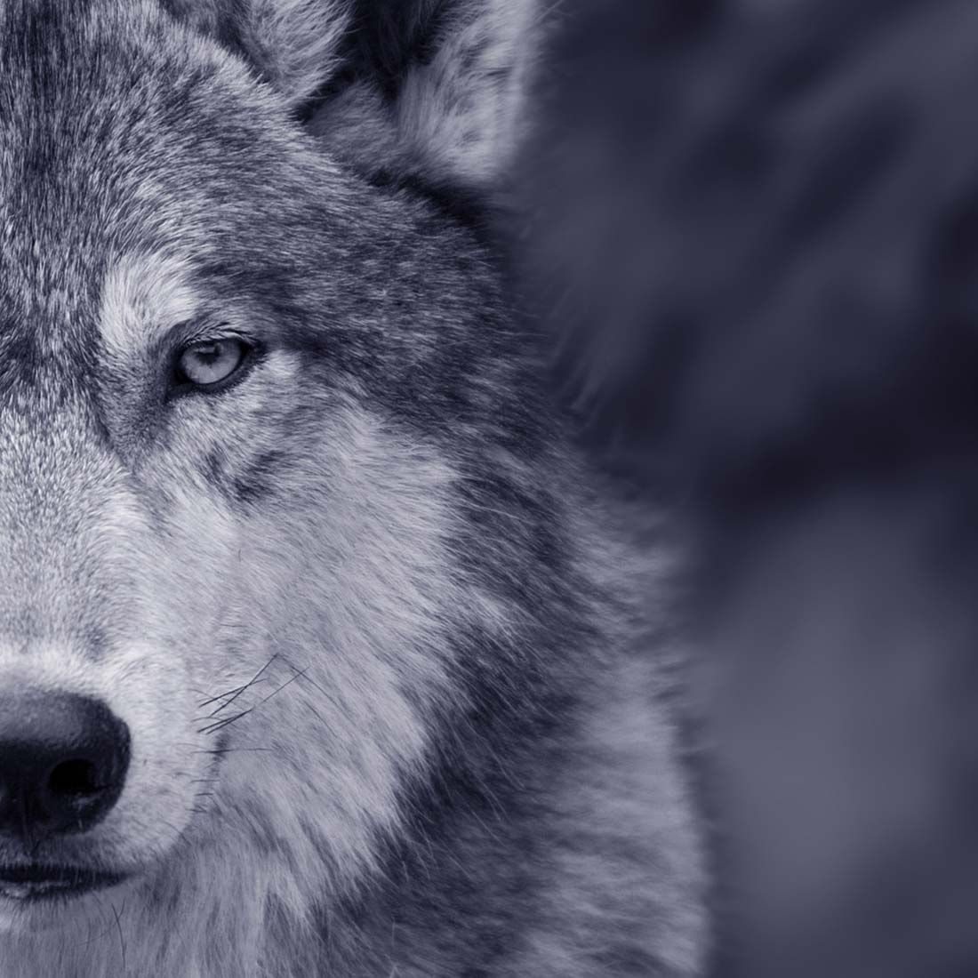 Rooster & Wolf brandy